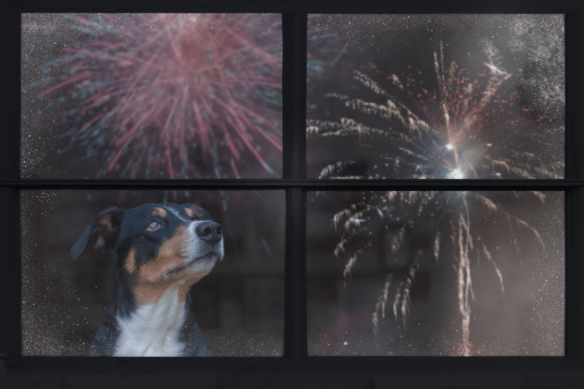 The Best Fireworks Safety Tips for Kids and Pets – Plan for Awesome